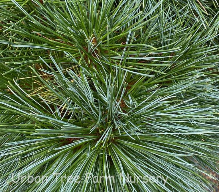 Pinus strobus 'Blue Shag' | Urban Tree Farm Nursery