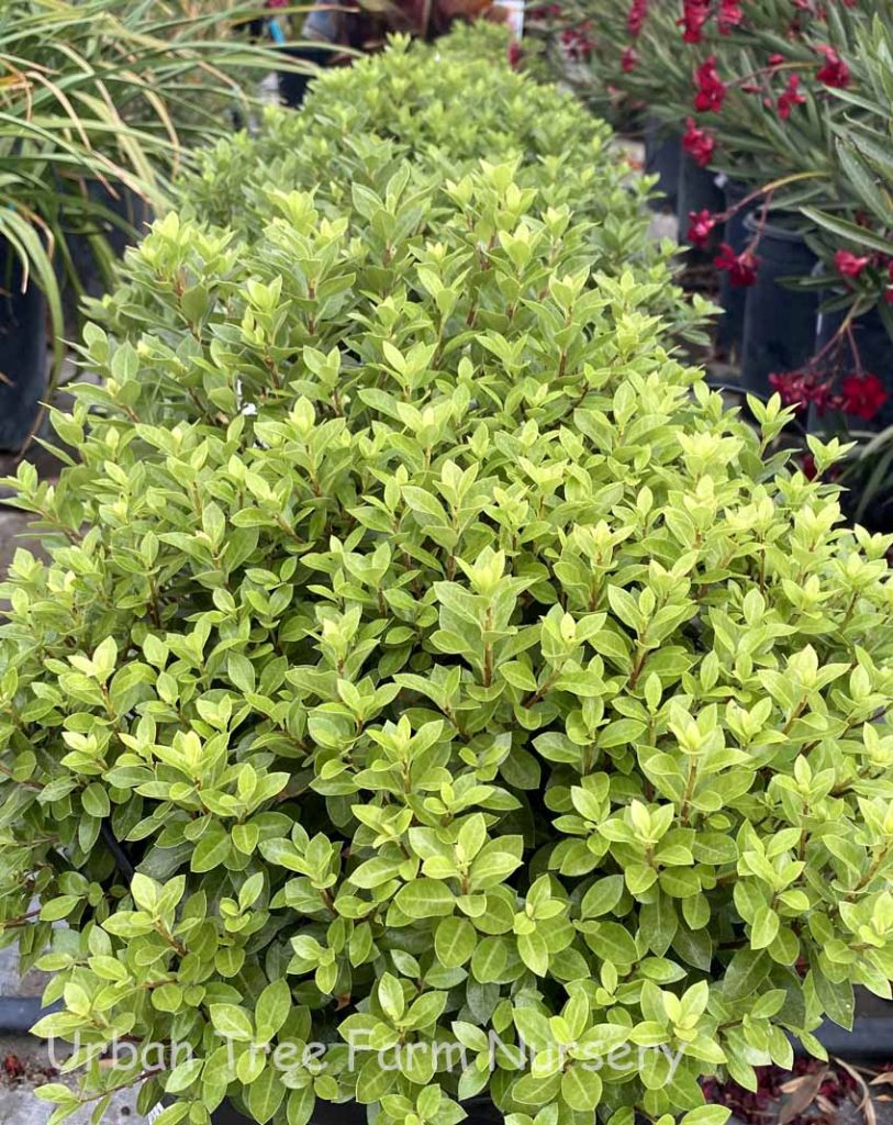 Pittosporum tenuifolium 'Beach Ball' | Urban Tree Farm Nursery