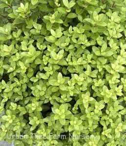 Pittosporum tenuifolium 'Beach Ball' | Urban Tree Farm Nursery