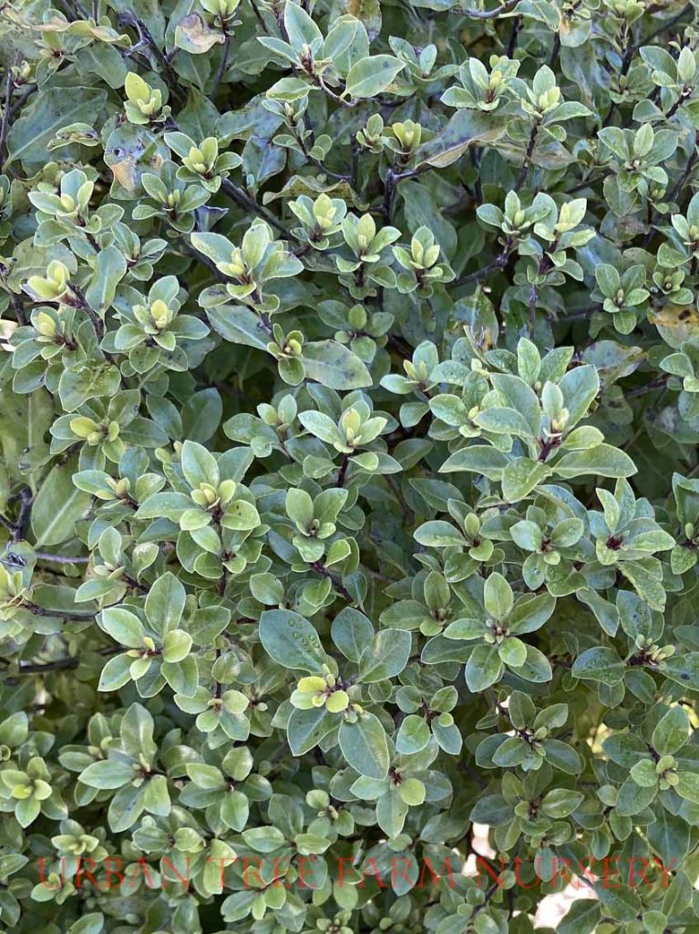 Pittosporum tenuifolium 'Elfin' | Urban Tree Farm Nursery