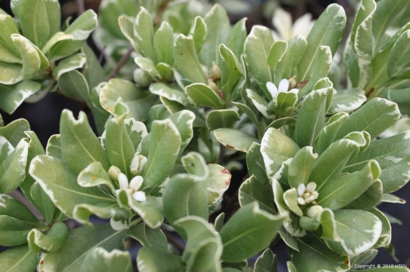 Pittosporum tobira 'Wheeler's Dwarf Variegated' | Urban Tree Farm Nursery
