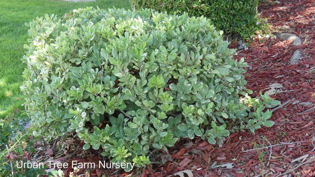 Pittosporum tobira 'Wheeler's Dwarf Variegated' | Urban Tree Farm Nursery