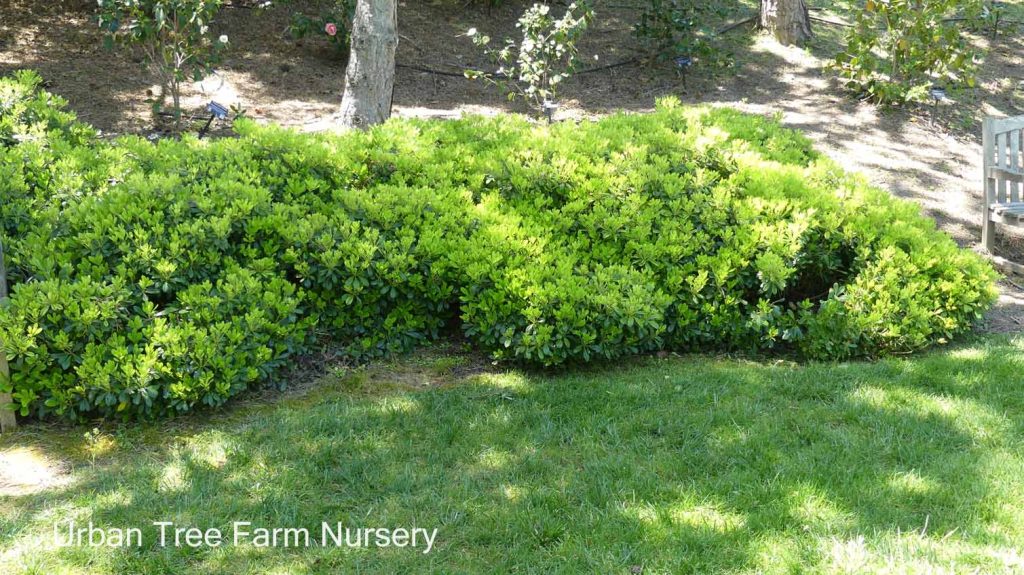 Pittosporum tobira 'Wheeler's Dwarf' | Urban Tree Farm Nursery