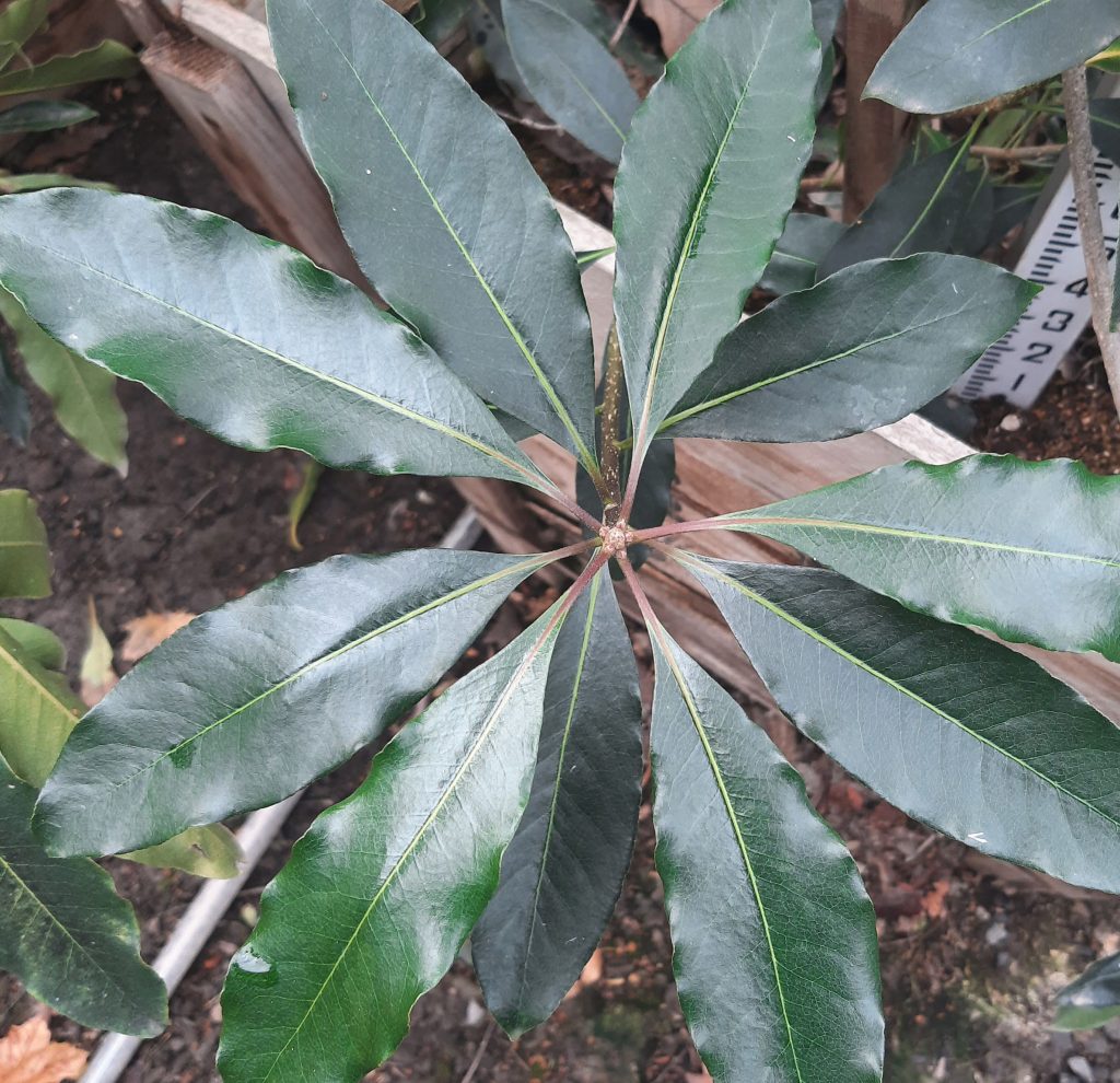 Pittosporum undulatum STD | Urban Tree Farm Nursery