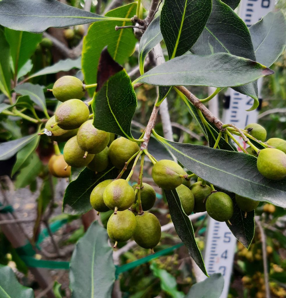 Pittosporum undulatum STD | Urban Tree Farm Nursery