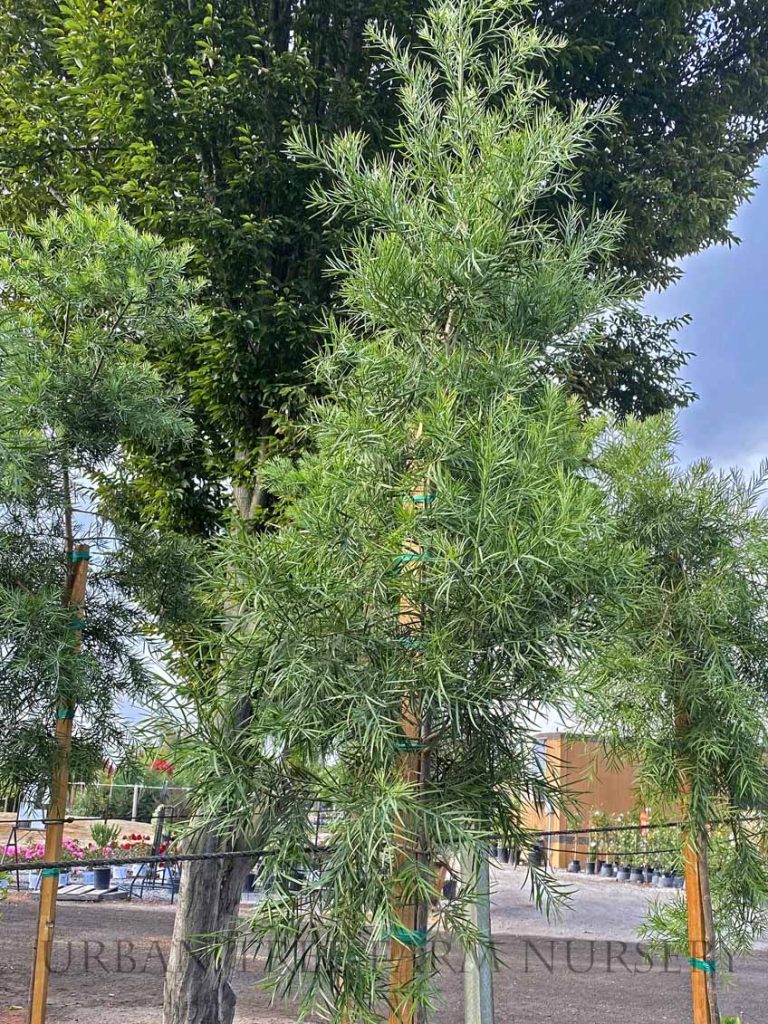 Podocarpus gracilior STD | Urban Tree Farm Nursery