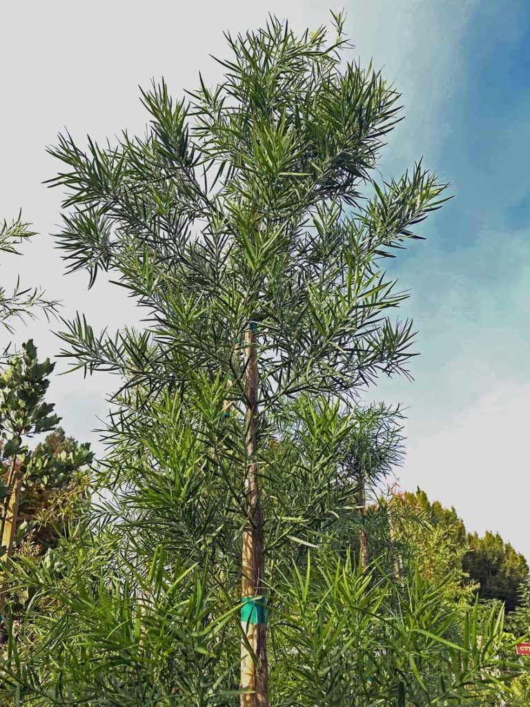 Podocarpus gracilior | Urban Tree Farm Nursery