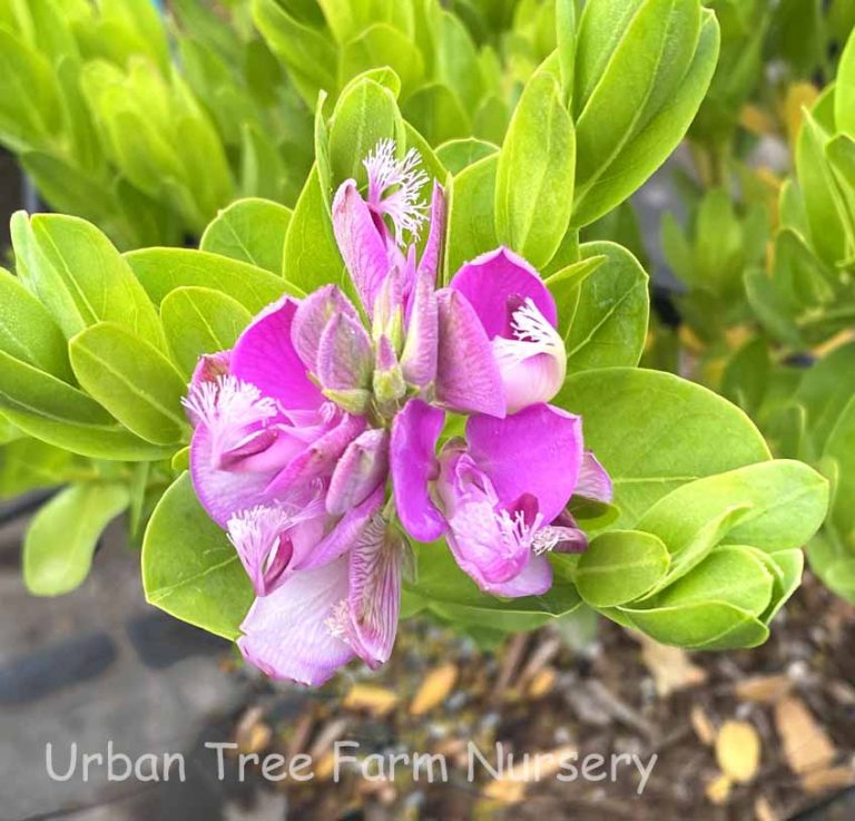 Polygala myrtifolia 'Grandiflora' | Urban Tree Farm Nursery