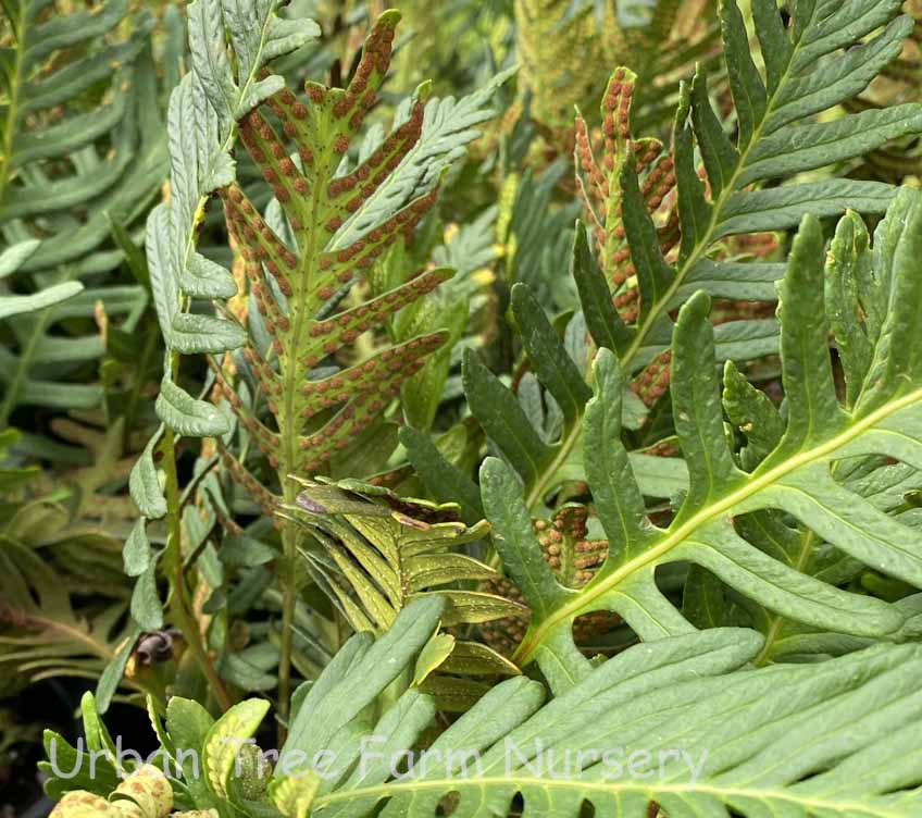 Polypodium guttatum | Urban Tree Farm Nursery