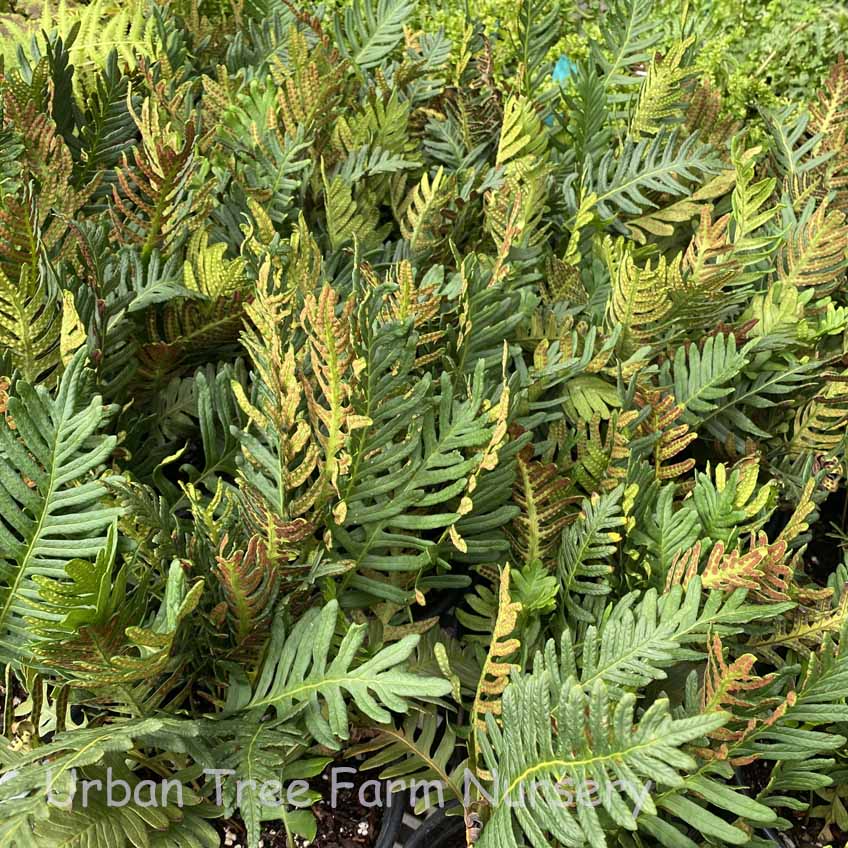 Polypodium guttatum | Urban Tree Farm Nursery