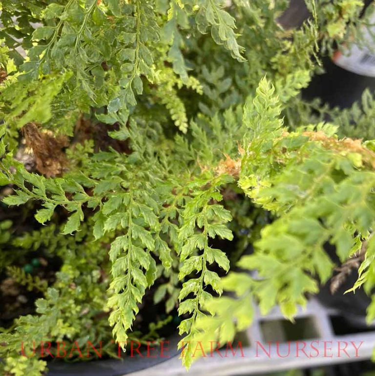 Polystichum munitum | Urban Tree Farm Nursery