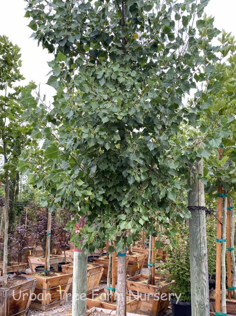 Populus deltoides 'Siouxland' | Urban Tree Farm Nursery