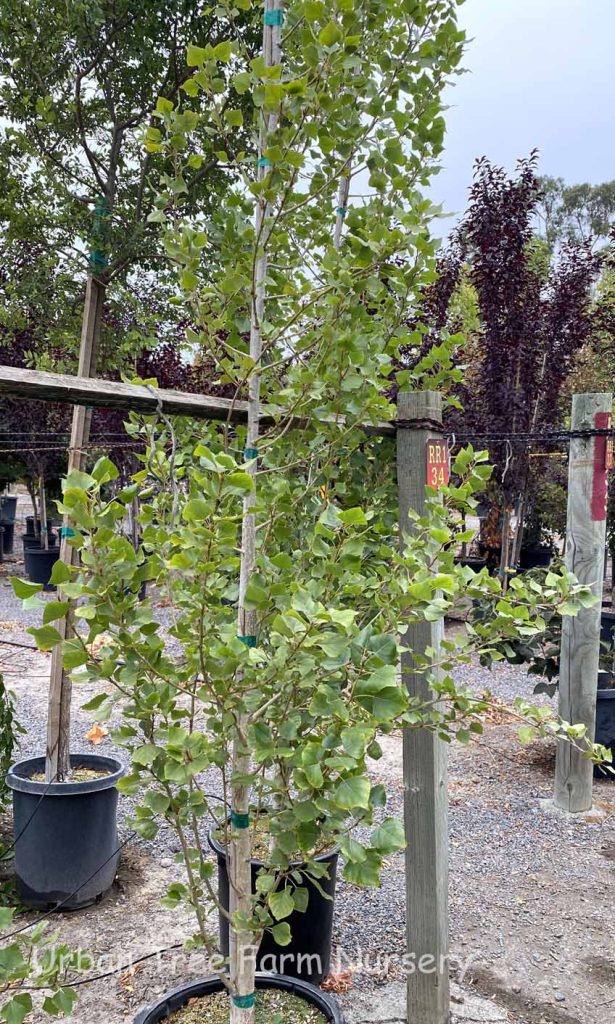 Populus fremontii 'Nevada' | Urban Tree Farm Nursery