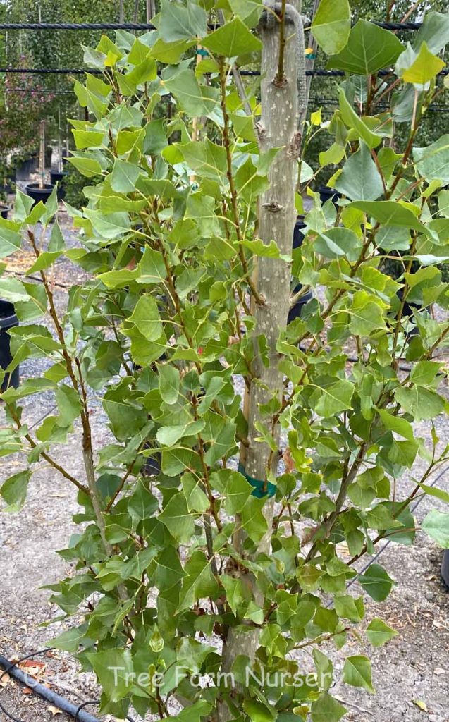 Populus nigra 'Italica' | Urban Tree Farm Nursery