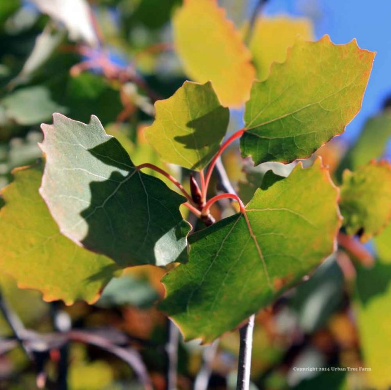 Populus tremula 'Erecta' | Urban Tree Farm Nursery