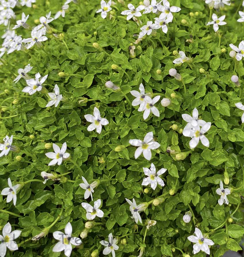 Pratia pedunculata 'White' | Urban Tree Farm Nursery