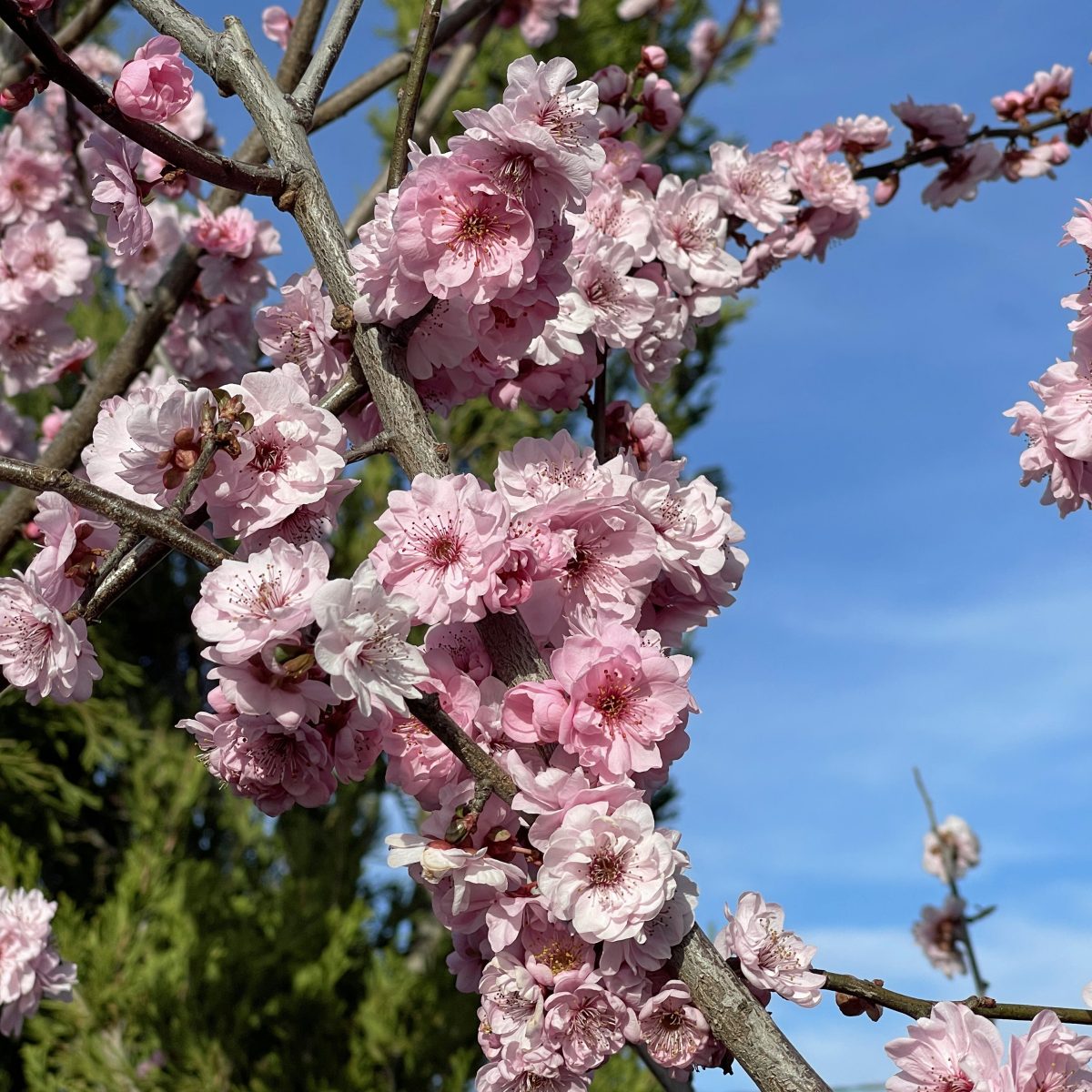 Prunus campanulata | Urban Tree Farm Nursery