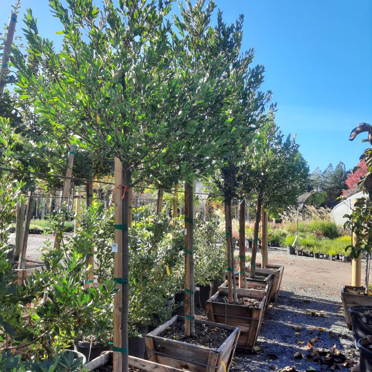 Prunus caroliniana 'Compacta' | Urban Tree Farm Nursery