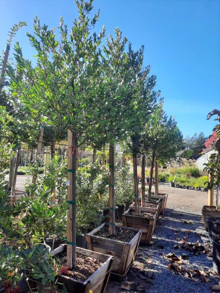 Prunus caroliniana 'Compacta' STD | Urban Tree Farm Nursery