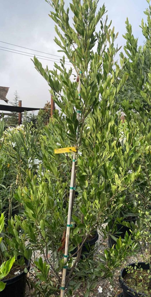 Prunus caroliniana 'Compacta' | Urban Tree Farm Nursery