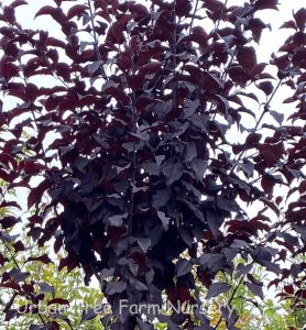 Prunus cerasifera 'Purple Pony' STD | Urban Tree Farm Nursery