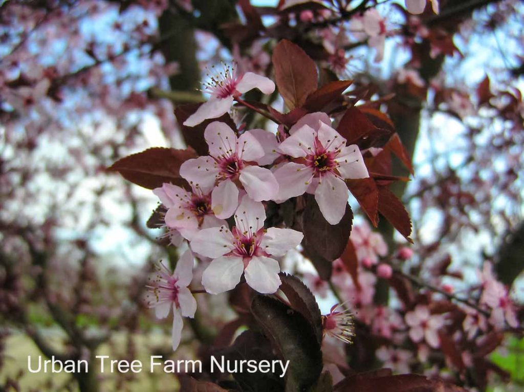Prunus cerasifera 'Purple Pony' | Urban Tree Farm Nursery