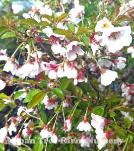 Prunus incisa 'Little Twist' | Urban Tree Farm Nursery