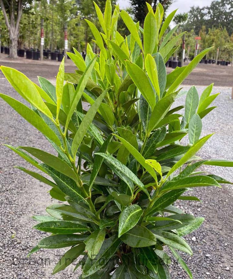 Prunus laurocerasus | Urban Tree Farm Nursery