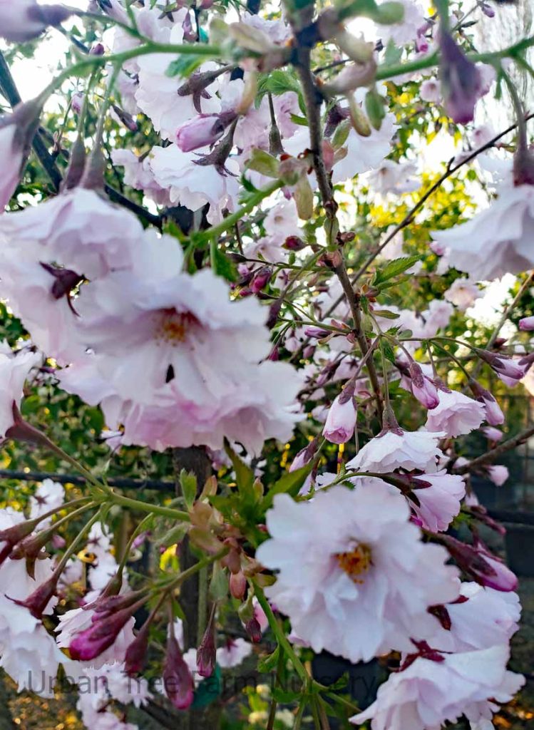 Prunus serrulata 'First Blush' | Urban Tree Farm Nursery