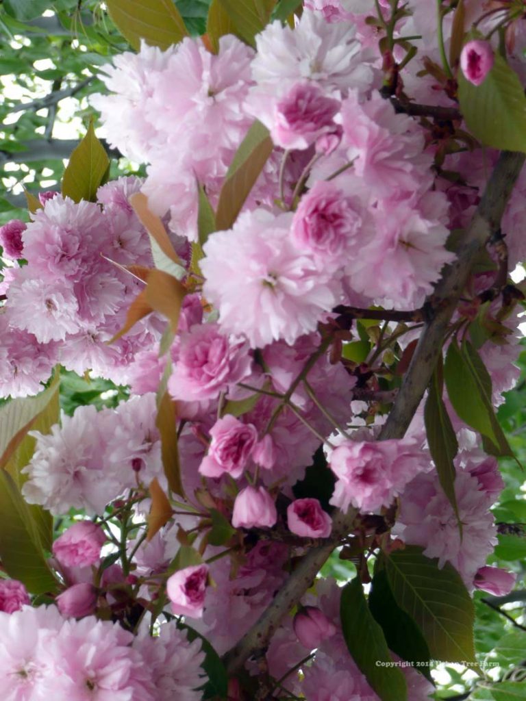 Prunus serrulata 'Kwanzan' | Urban Tree Farm Nursery