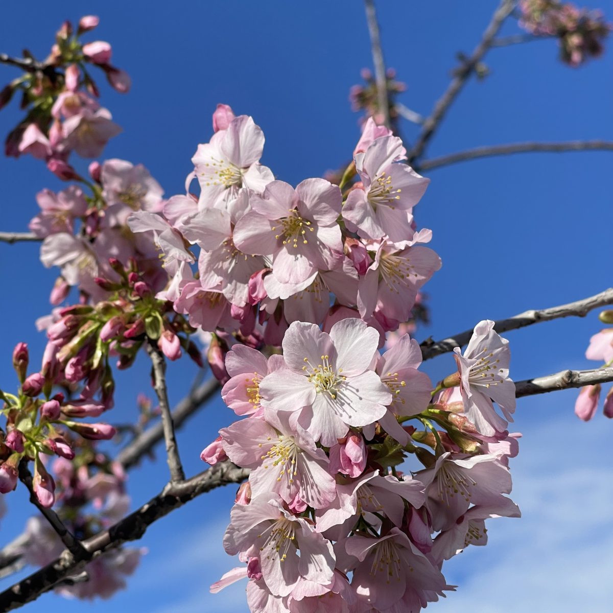 Prunus serrulata 'Snow Fountains' | Urban Tree Farm Nursery