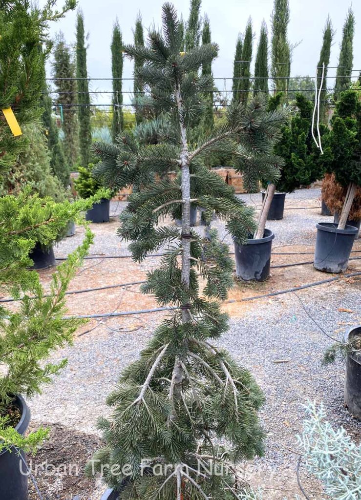 Pseudotsuga menziesii 'Graceful Grace' | Urban Tree Farm Nursery
