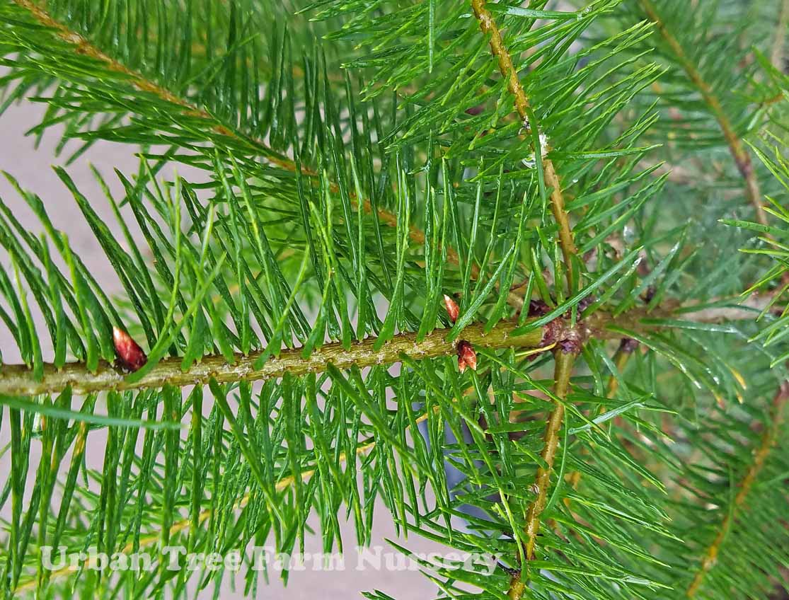 Pseudotsuga menziesii | Urban Tree Farm Nursery