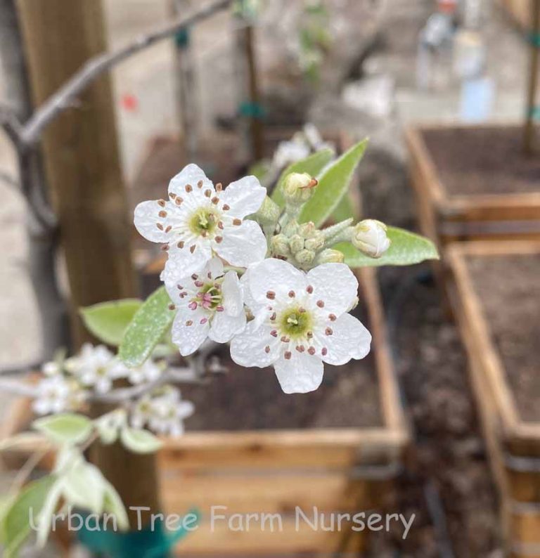 Pyrus betulifolia 'Dancer' | Urban Tree Farm Nursery