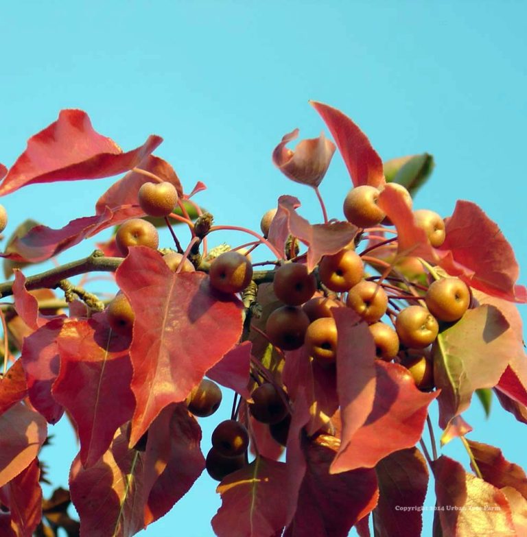 Pyrus calleryana 'Aristocrat' | Urban Tree Farm Nursery