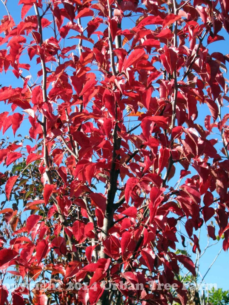 Pyrus calleryana 'Bradford' | Urban Tree Farm Nursery