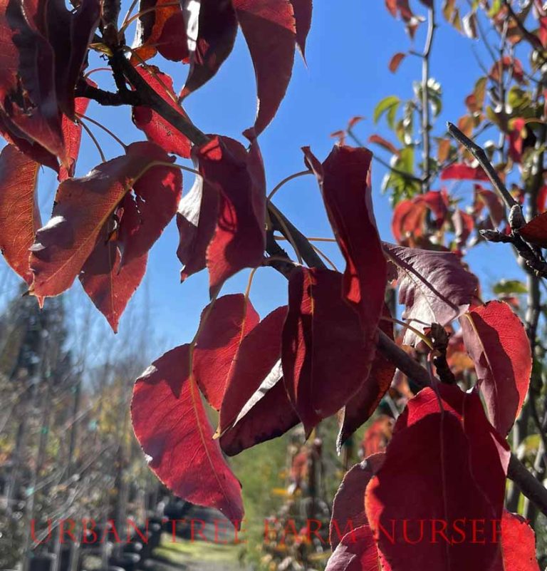 Pyrus calleryana 'Redspire' | Urban Tree Farm Nursery