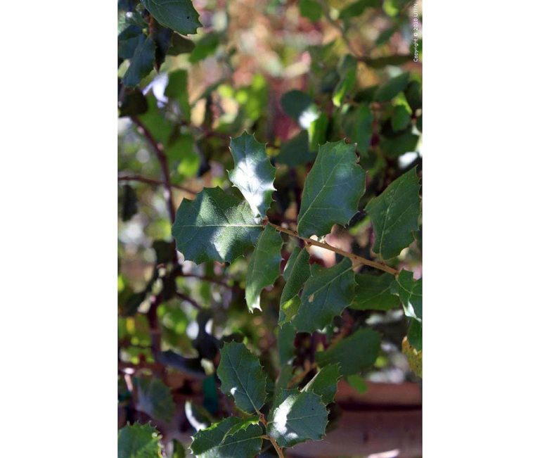 Quercus agrifolia MULTI | Urban Tree Farm Nursery