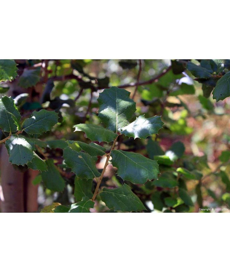 Quercus agrifolia STD | Urban Tree Farm Nursery