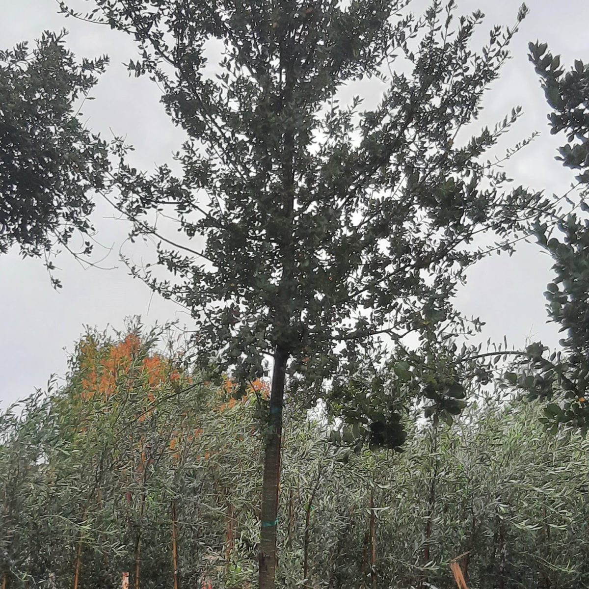 Quercus bicolor | Urban Tree Farm Nursery