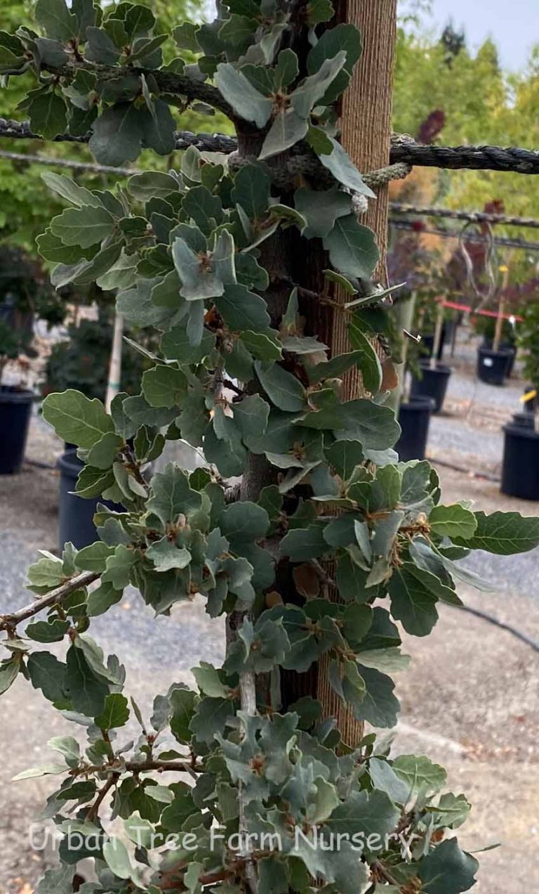 Quercus douglasii | Urban Tree Farm Nursery