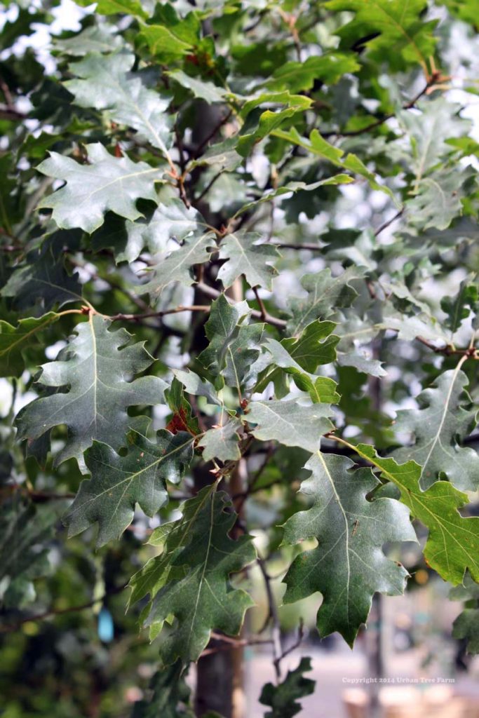 Quercus kelloggii | Urban Tree Farm Nursery