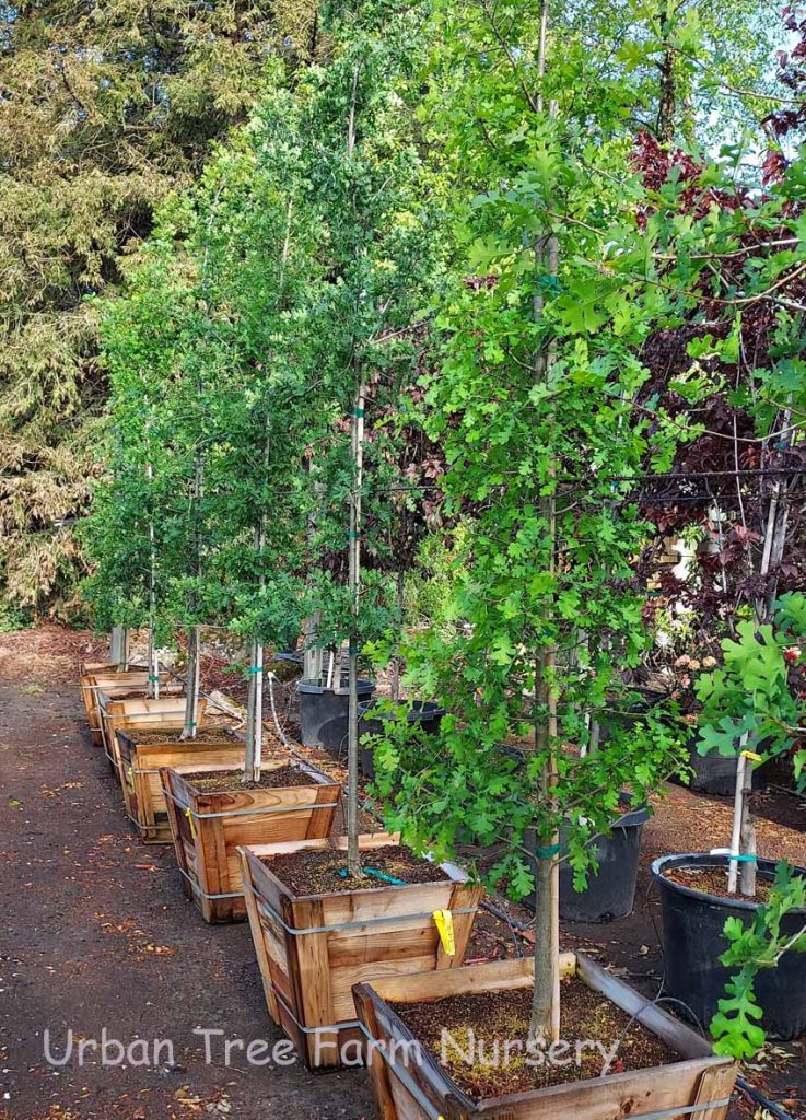 Quercus lobata | Urban Tree Farm Nursery