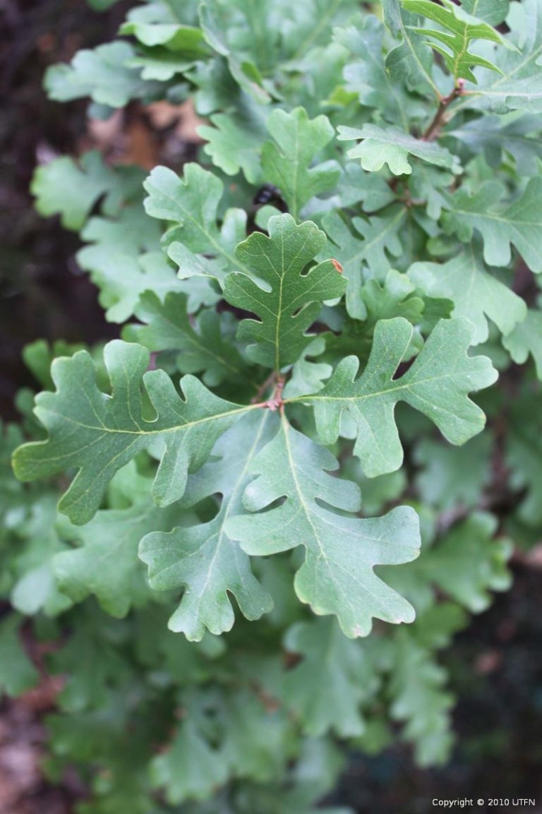 Quercus lobata | Urban Tree Farm Nursery
