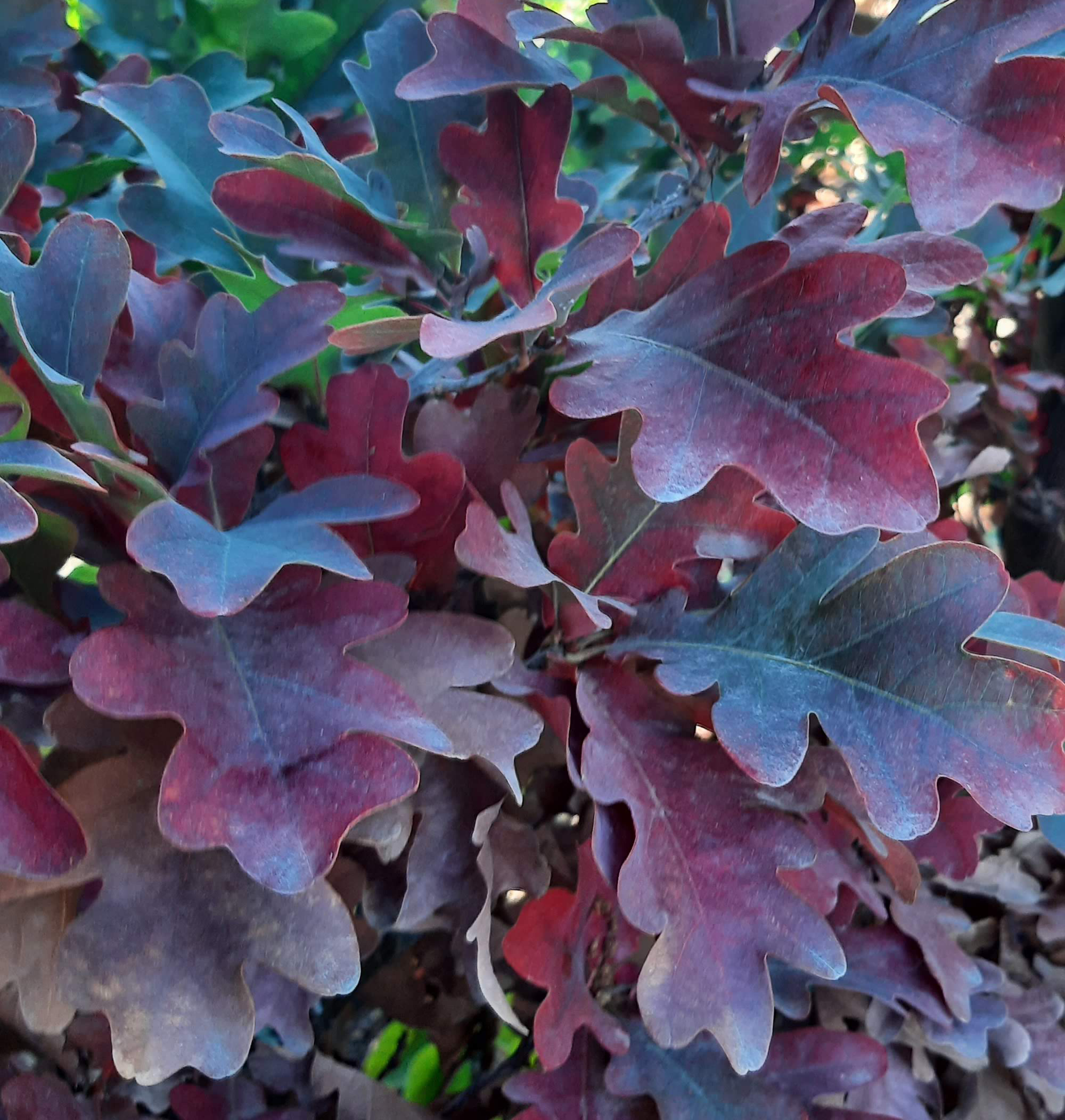 Quercus robur x alba 'Crimson spire' | Urban Tree Farm Nursery