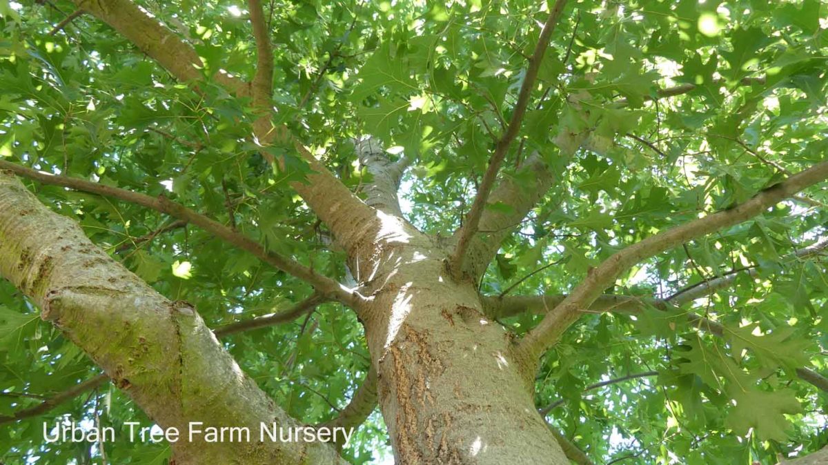 Quercus shumardii | Urban Tree Farm Nursery
