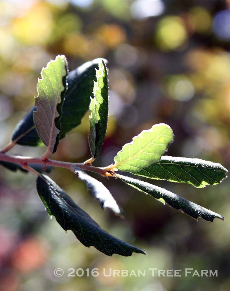 Quercus suber | Urban Tree Farm Nursery