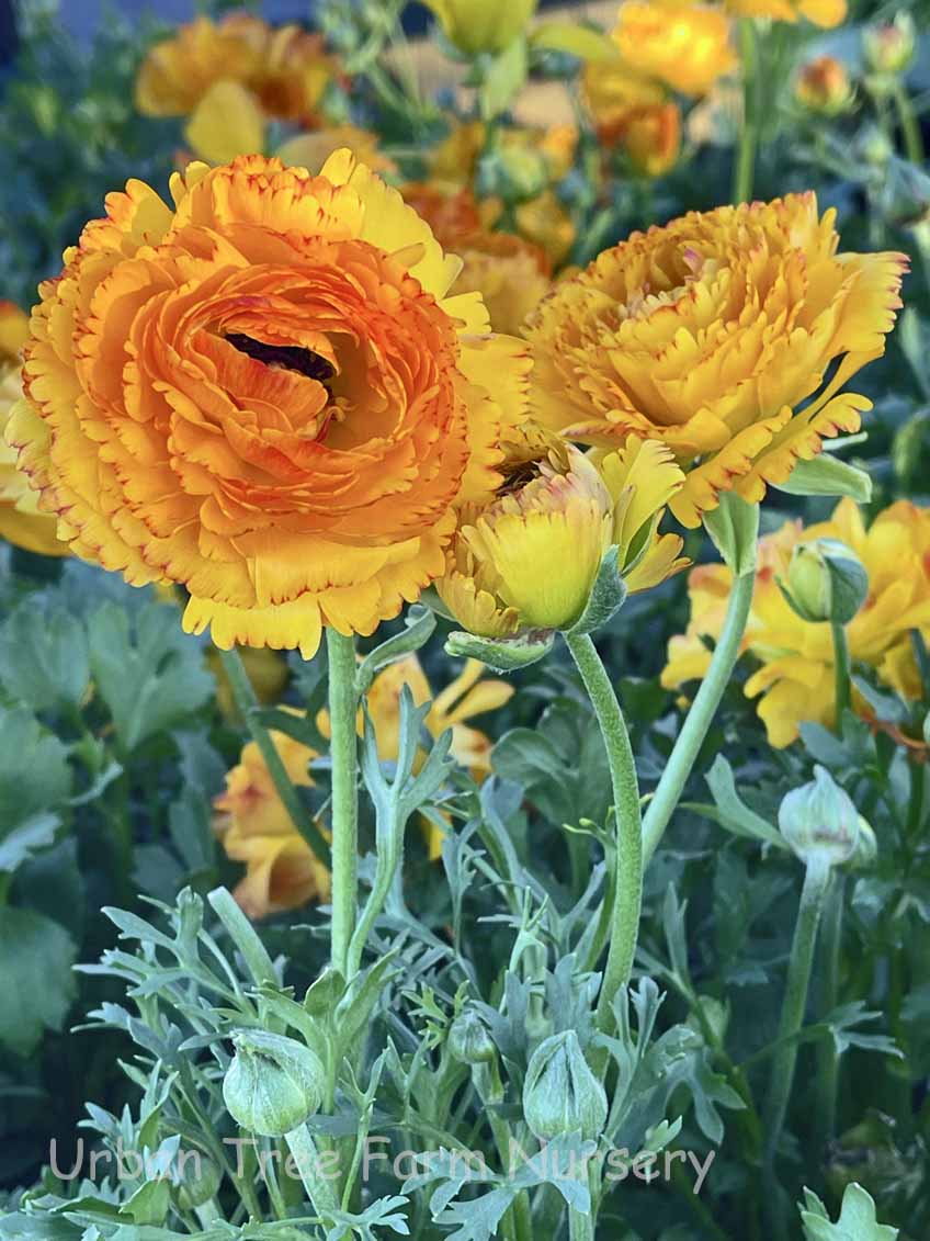 Ranunculus asiaticus 'Mache Fire' | Urban Tree Farm Nursery