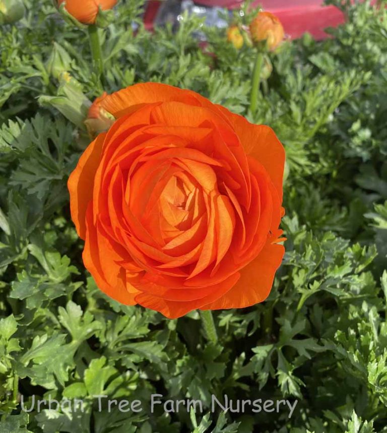 Ranunculus asiaticus 'Mache Orange' | Urban Tree Farm Nursery