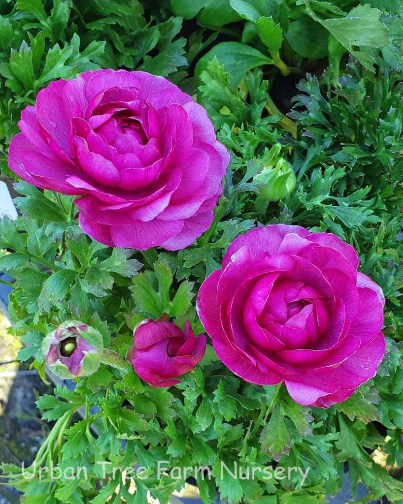 Ranunculus asiaticus 'Mache Purple' | Urban Tree Farm Nursery